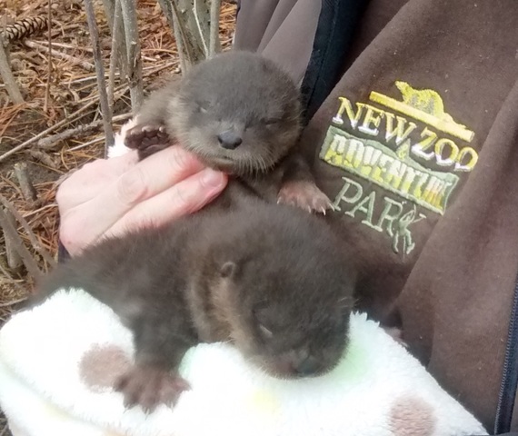 Green Bay zoo shows off new baby river otters - TMJ4 Milwaukee, WI
