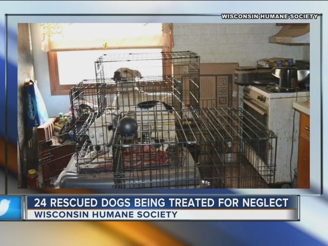 Dogs seized from Racine home now recovering