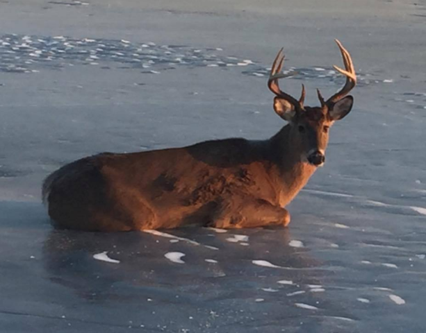 Oh deer! Big buck rescued from frozen lake - TMJ4 Milwaukee, WI