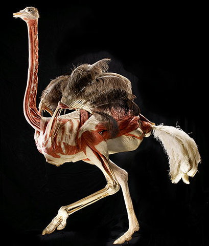 Milwaukee County Zoo hosting 'Body Worlds: Animal Inside Out' this ...