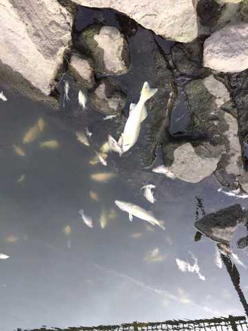 Thousands of fish die after Beaver Dam lowers water level in river ...