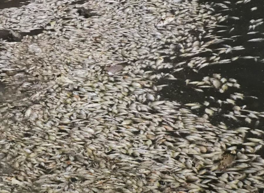 Thousands of fish die after Beaver Dam lowers water level in river ...