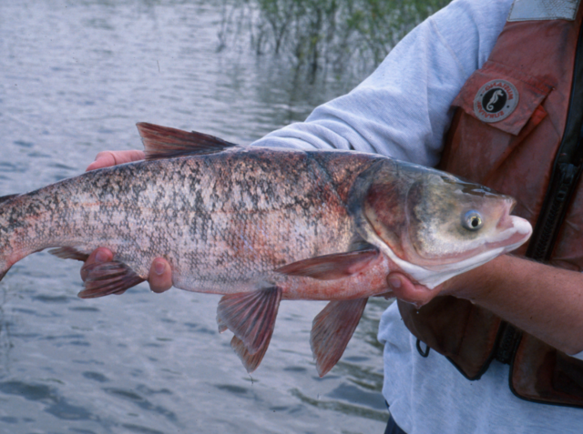 Live Asian carp discovered in Chicago waterway near Lake Michigan ...