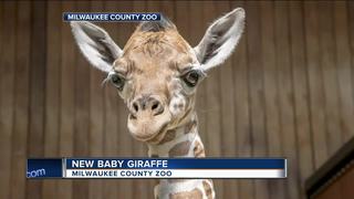 Milwaukee County Zoo welcomes new baby giraffe - TMJ4 Milwaukee, WI