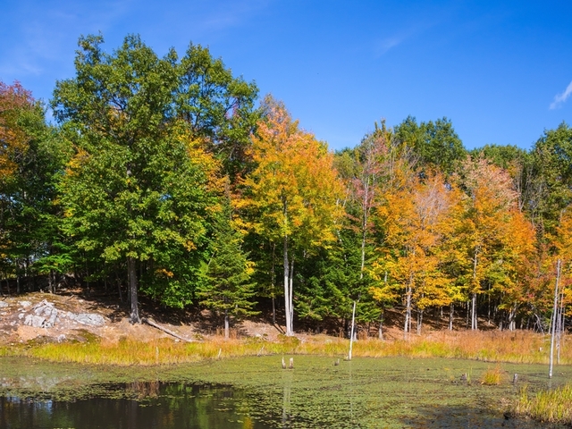 Wisconsin trees may have less vibrant fall colors this year - TMJ4 ...