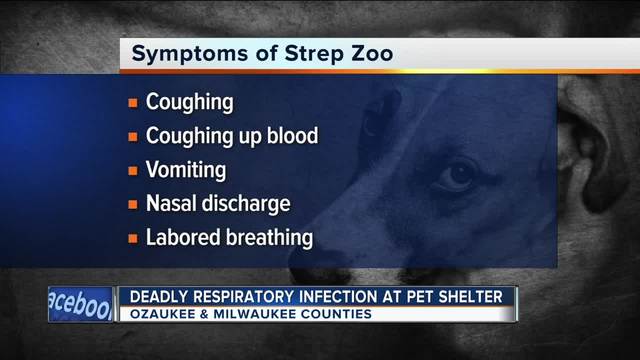 Two dogs test positive for "Strep Zoo" at Wisconsin Humane Society's ...