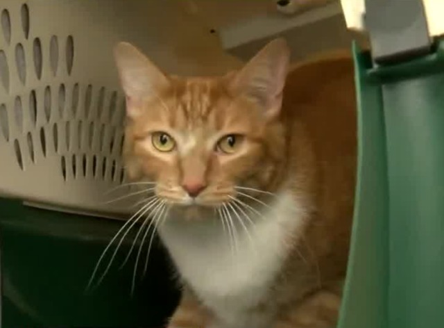 Displaced residents reunited with pets after Beaver Dam explosion ...