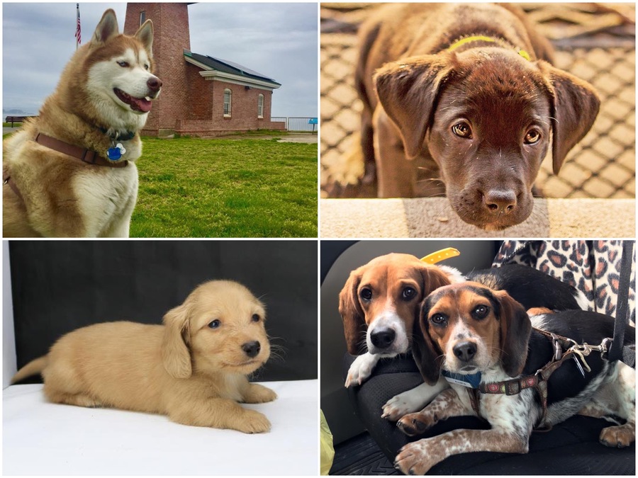 40 of our favorite dog photos from viewers - Gallery