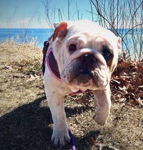 40 of our favorite dog photos from viewers - Gallery