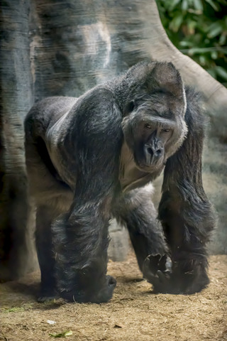 Western lowland gorilla Cassius dies at Milwaukee County Zoo - TMJ4 Milwaukee, WI