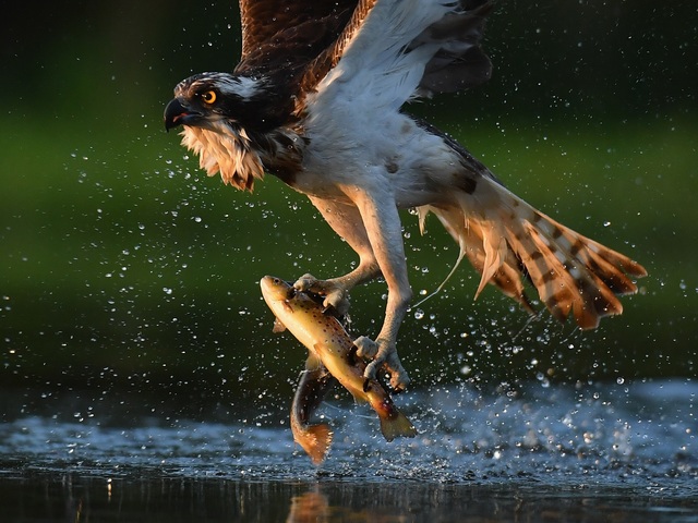 Florida photographer captures bird carrying shark, which is eating a ...