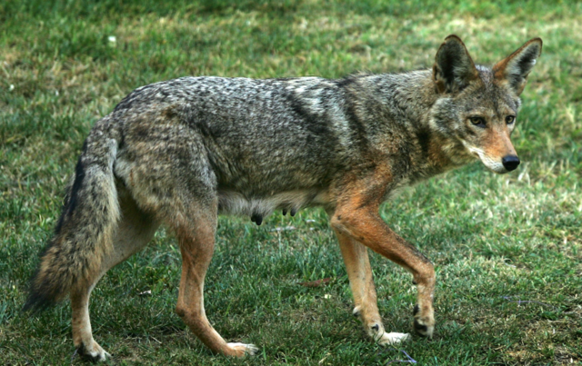 "Aggressive coyote behavior" spotted near County Grounds Park - TMJ4 ...